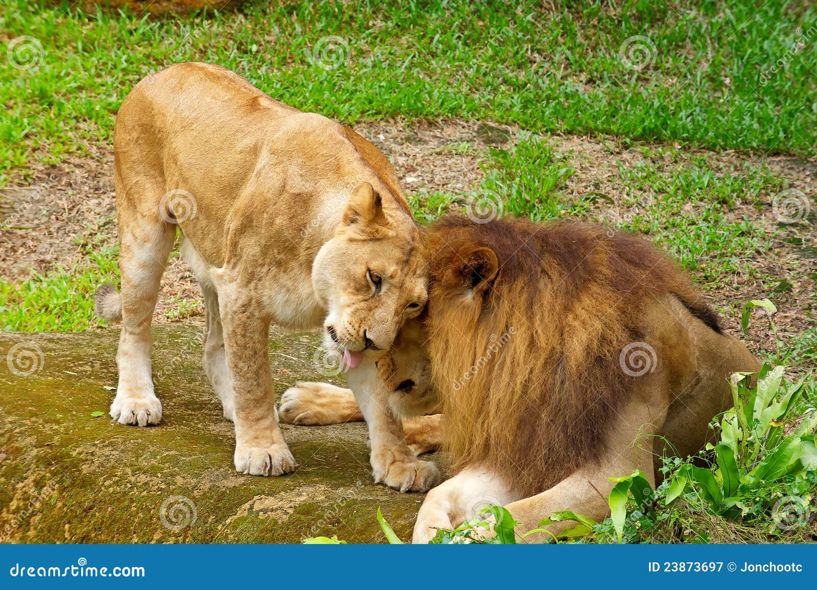 Lion mating stock image. Image of female, animals, garden - 23873697