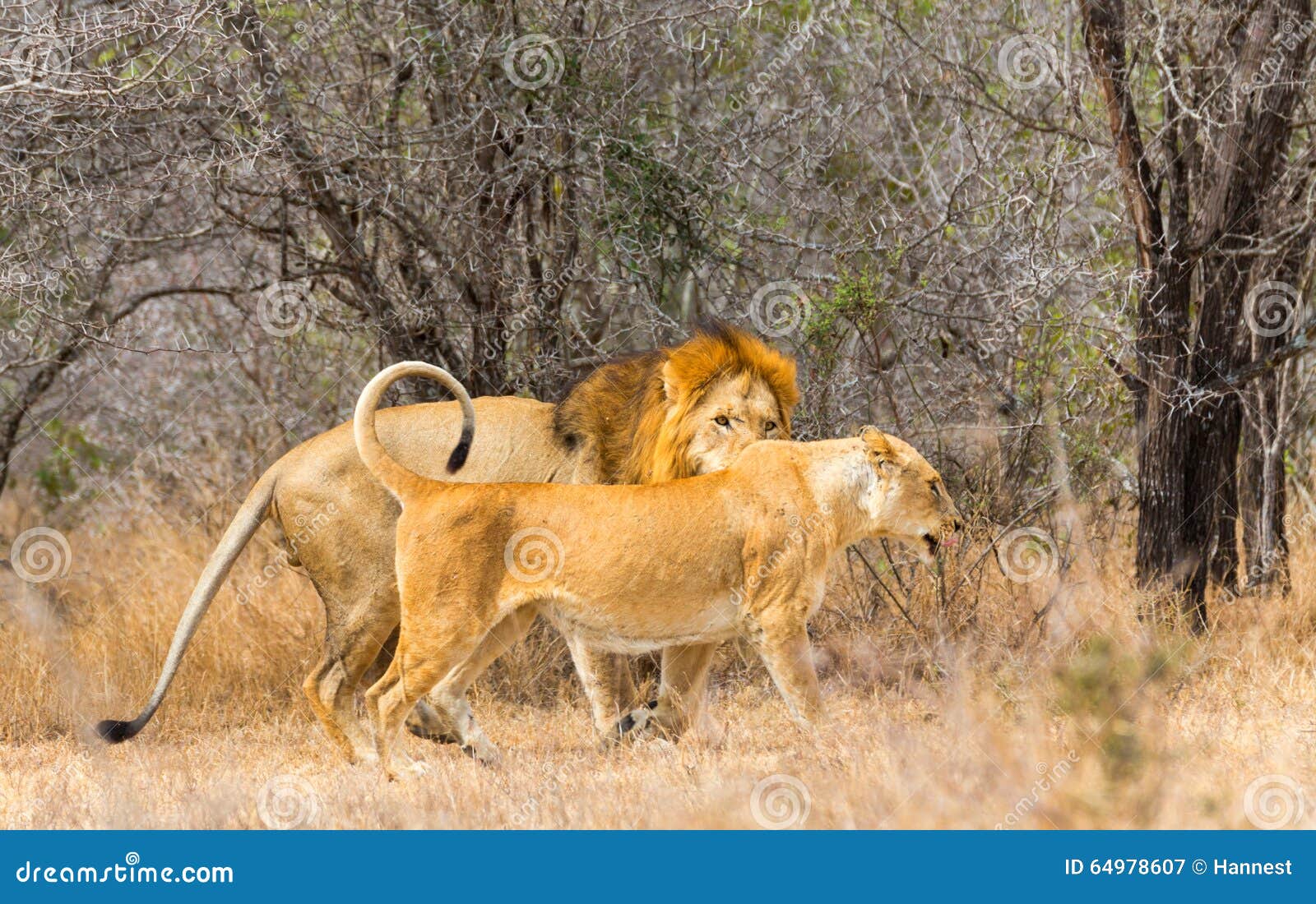 Lion mating pair stock image. Image of hair, nature, africa - 64978607