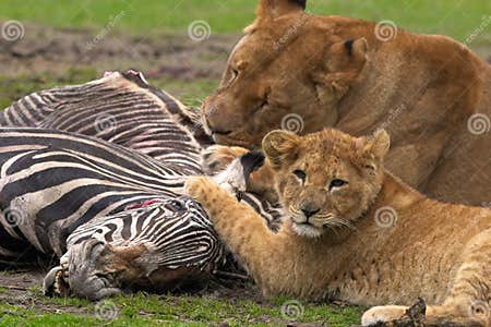 Lion meal stock photo. Image of carnivore, dinner, eating - 2730176