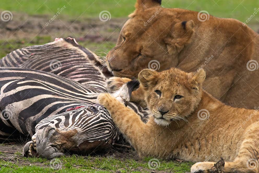 Lion meal stock photo. Image of carnivore, dinner, eating - 2730176