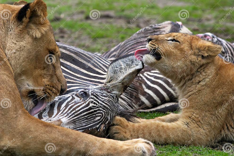 Lion meal stock image. Image of dinner, eating, prey, africa - 2730179