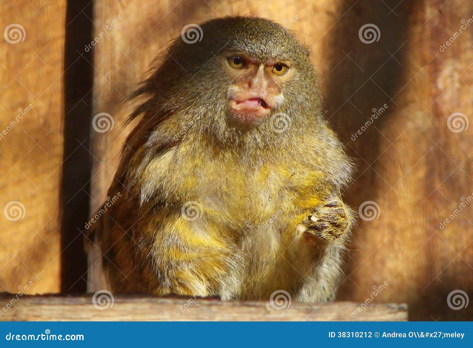 Lion Monkey stock photo. Image of monkey, eating, yellow - 38310212