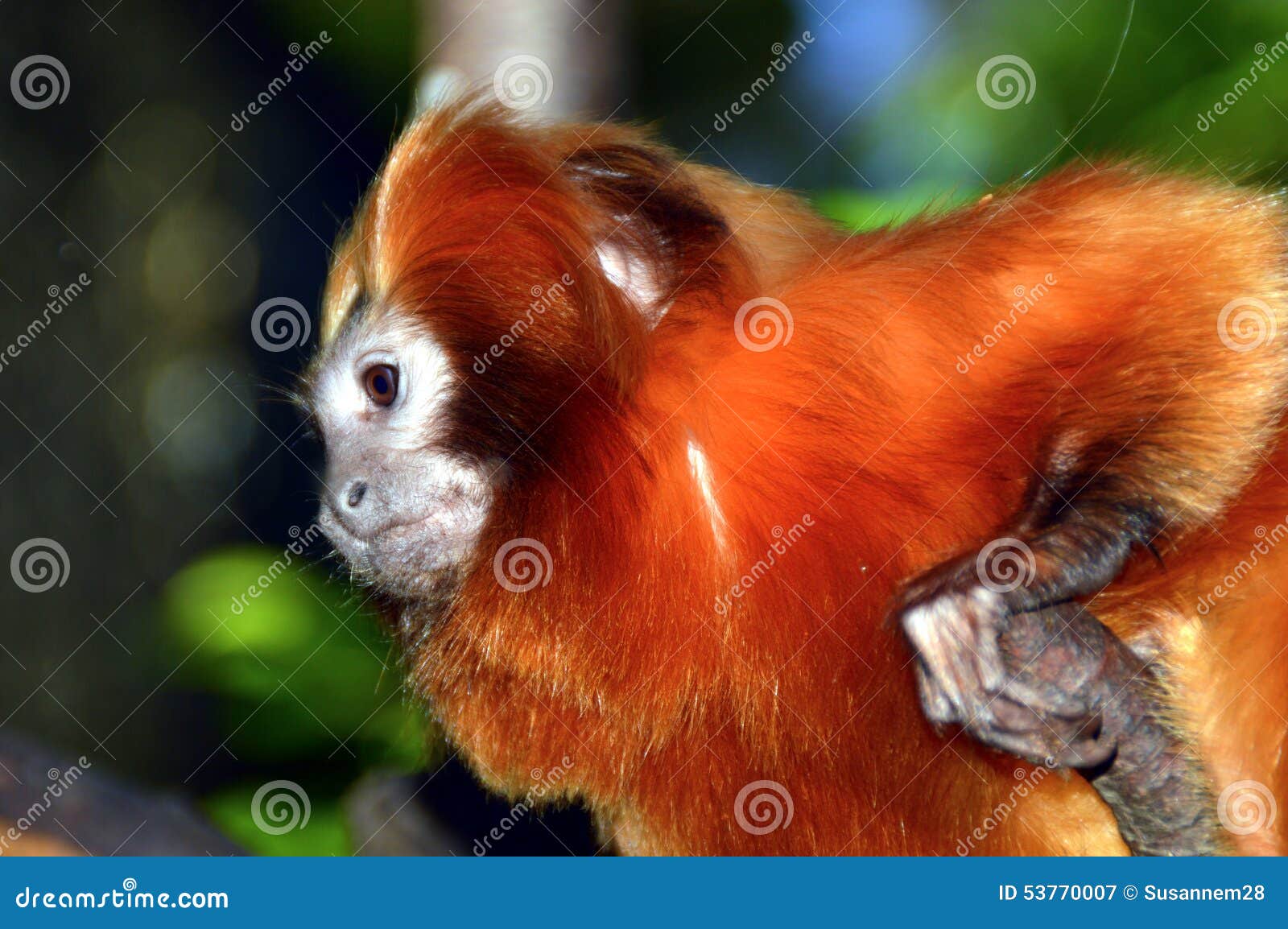 Lion Monkey stock image. Image of animals, dreamstime - 53770007