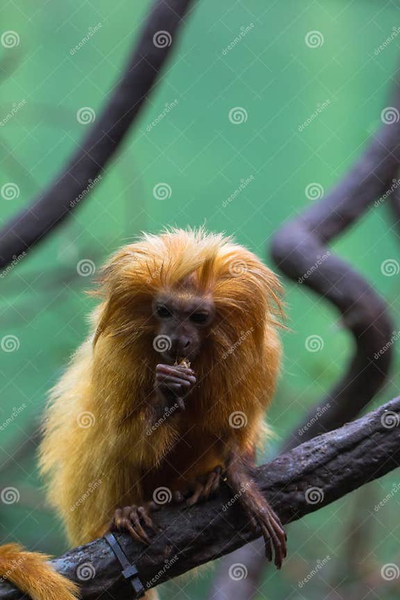 Lion monkey stock photo. Image of monkey, furry, lion - 51686830