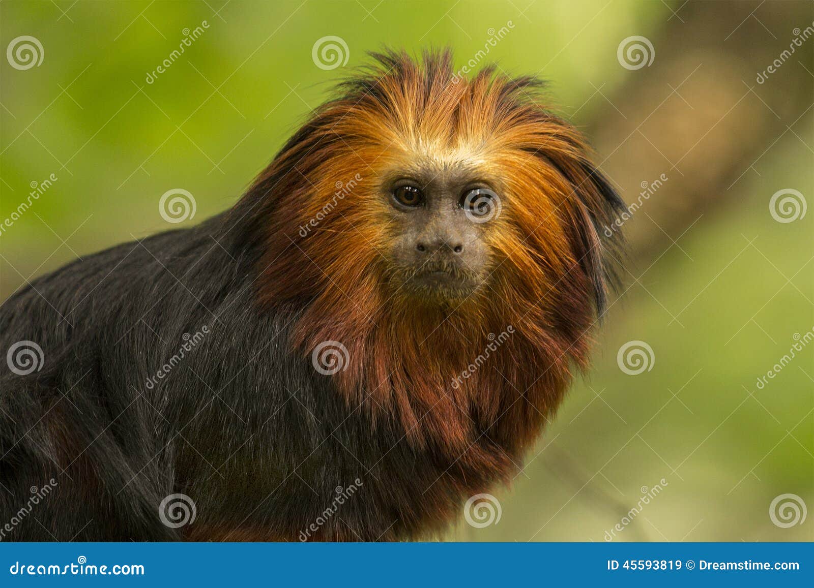 Lion Monkey stock image. Image of colored, specialmoneky - 45593819