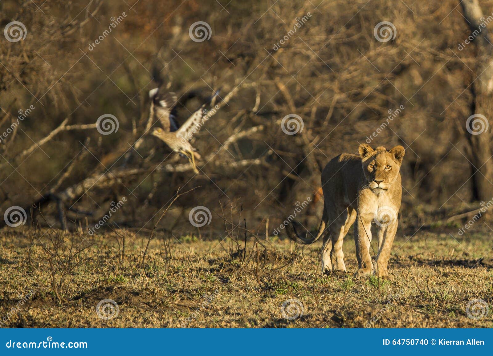 Lion in morning light stock photo. Image of safari, goldern - 64750740