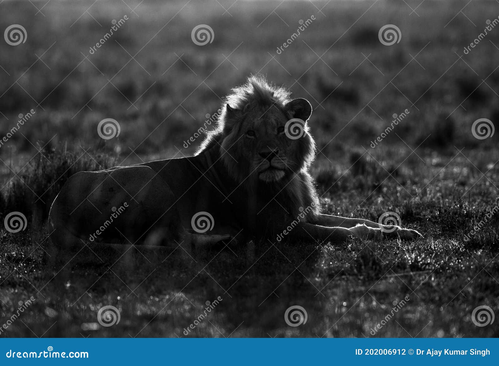 Lion in the Morning Light, Masai Mara Stock Photo - Image of felidae ...