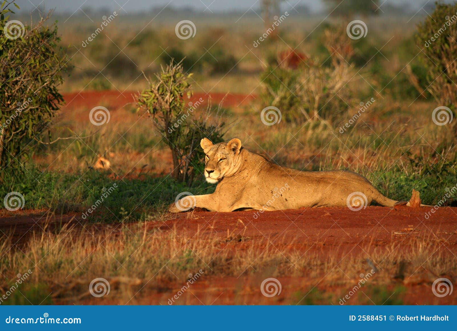 Lion in the morning sun stock image. Image of wildlife - 2588451