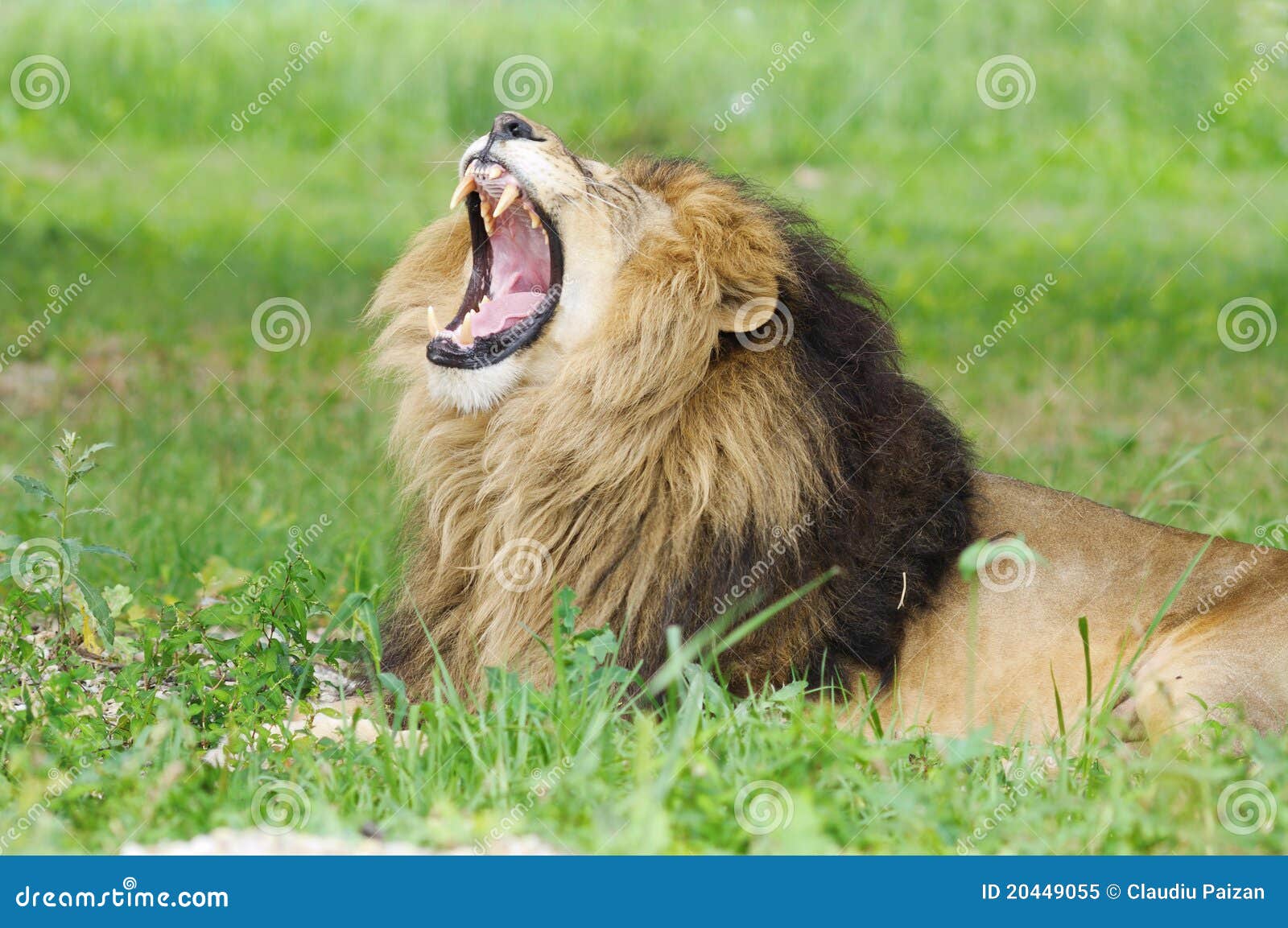 Lion with mouth open stock image. Image of carnivore - 20449055
