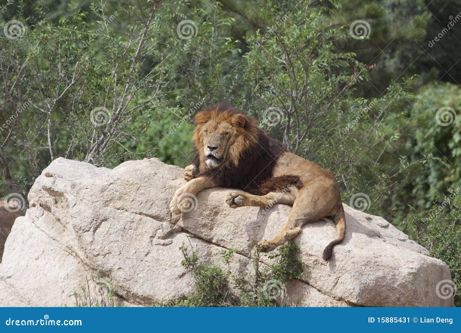 Lion napping stock image. Image of napping, staring, species - 15885431