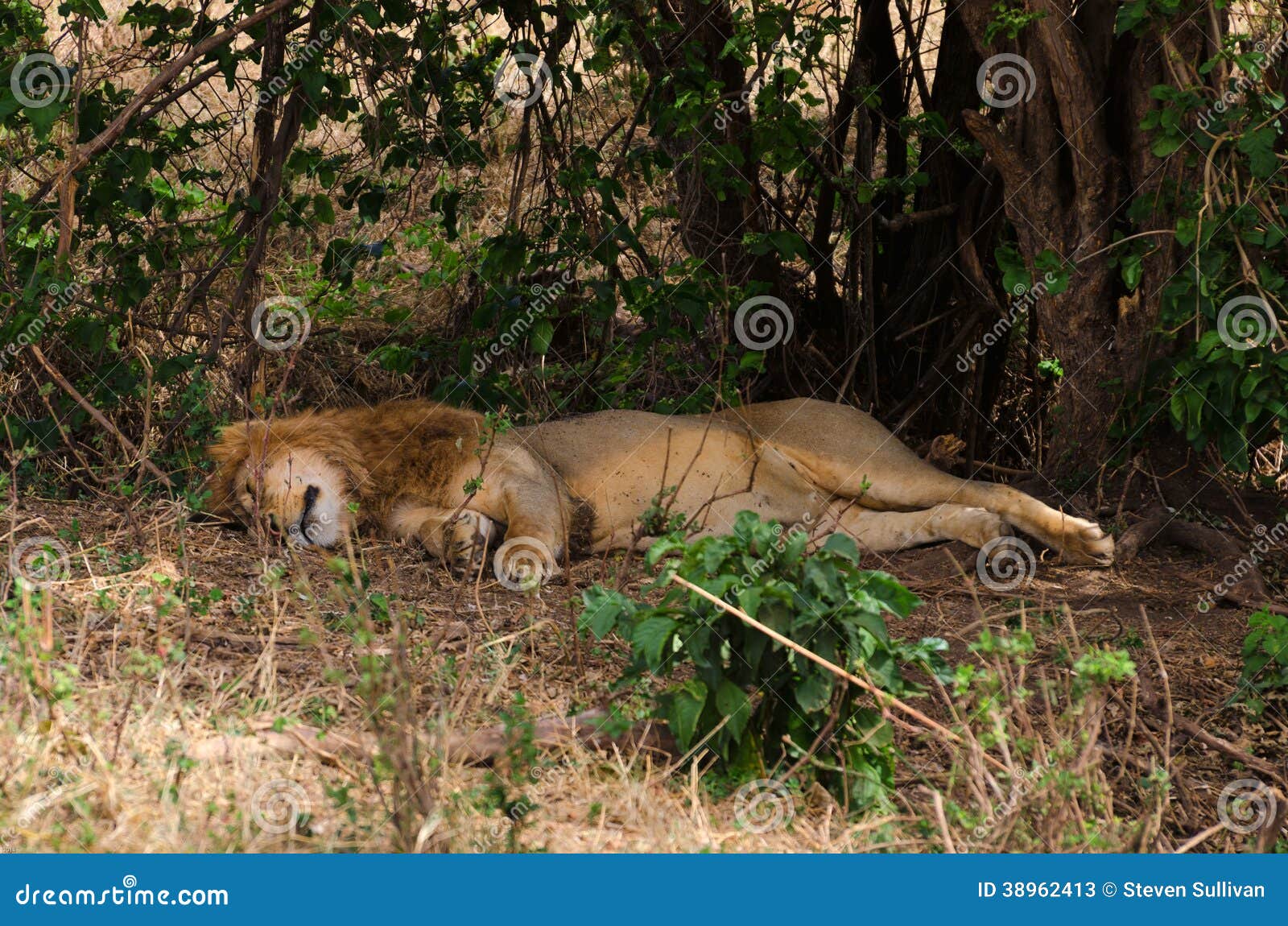 Lion Napping, Ngorongoro Crater Stock Image - Image of hunter ...