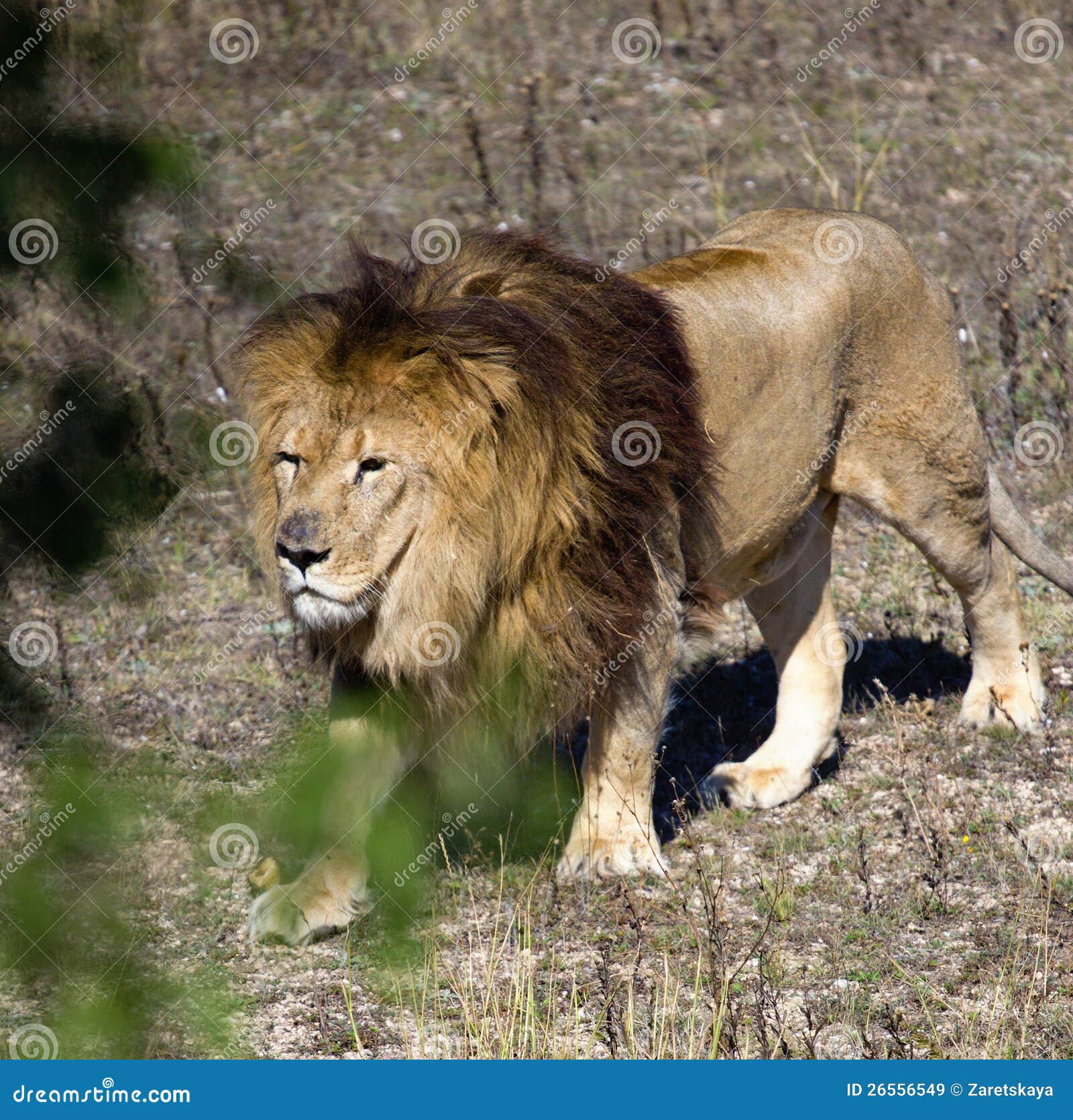 Lion in nature stock image. Image of endangered, kenya - 26556549