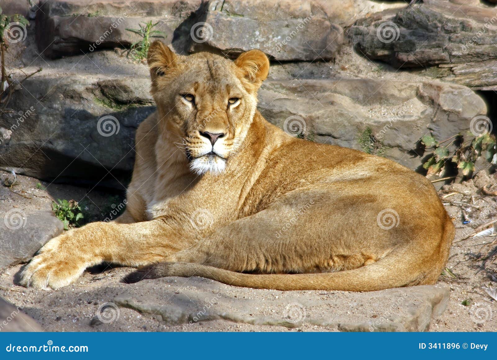 Lion in nature stock photo. Image of animal, intensely - 3411896