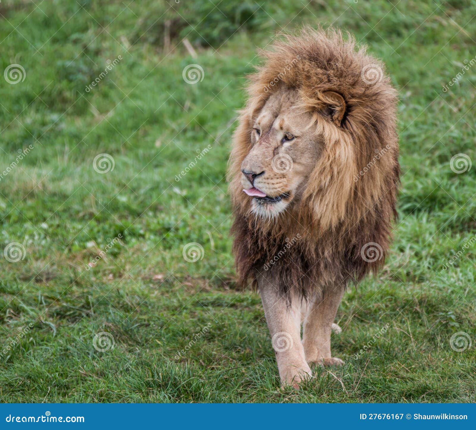 Lion noble stock image. Image of furry, panthera, closeup - 27676167