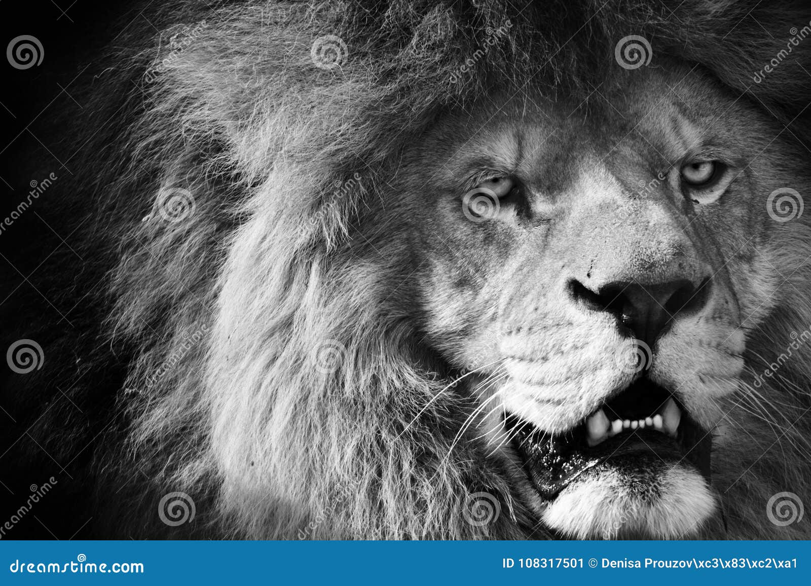 Rugissement Du Lion Noir Et Blanc Lion Noir Et Blanc