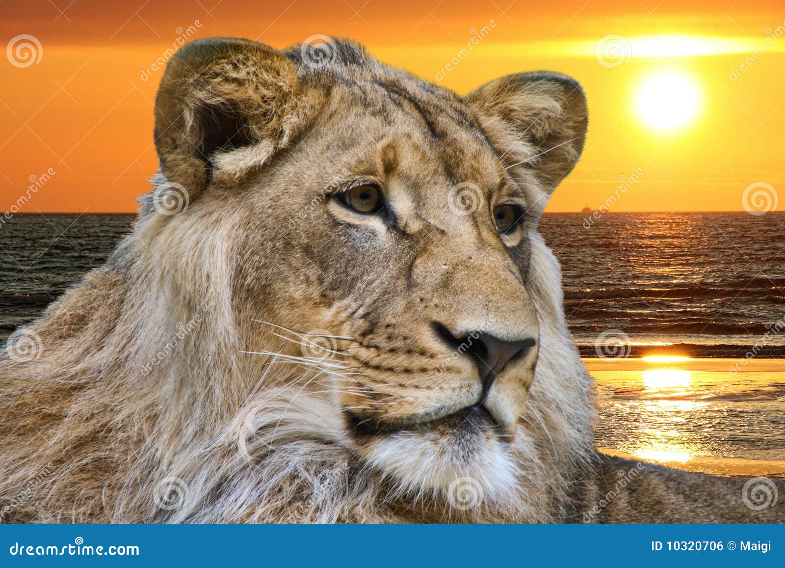 Old Lion In Sunset Of Ngorongoro Stock Image | CartoonDealer.com #20890441