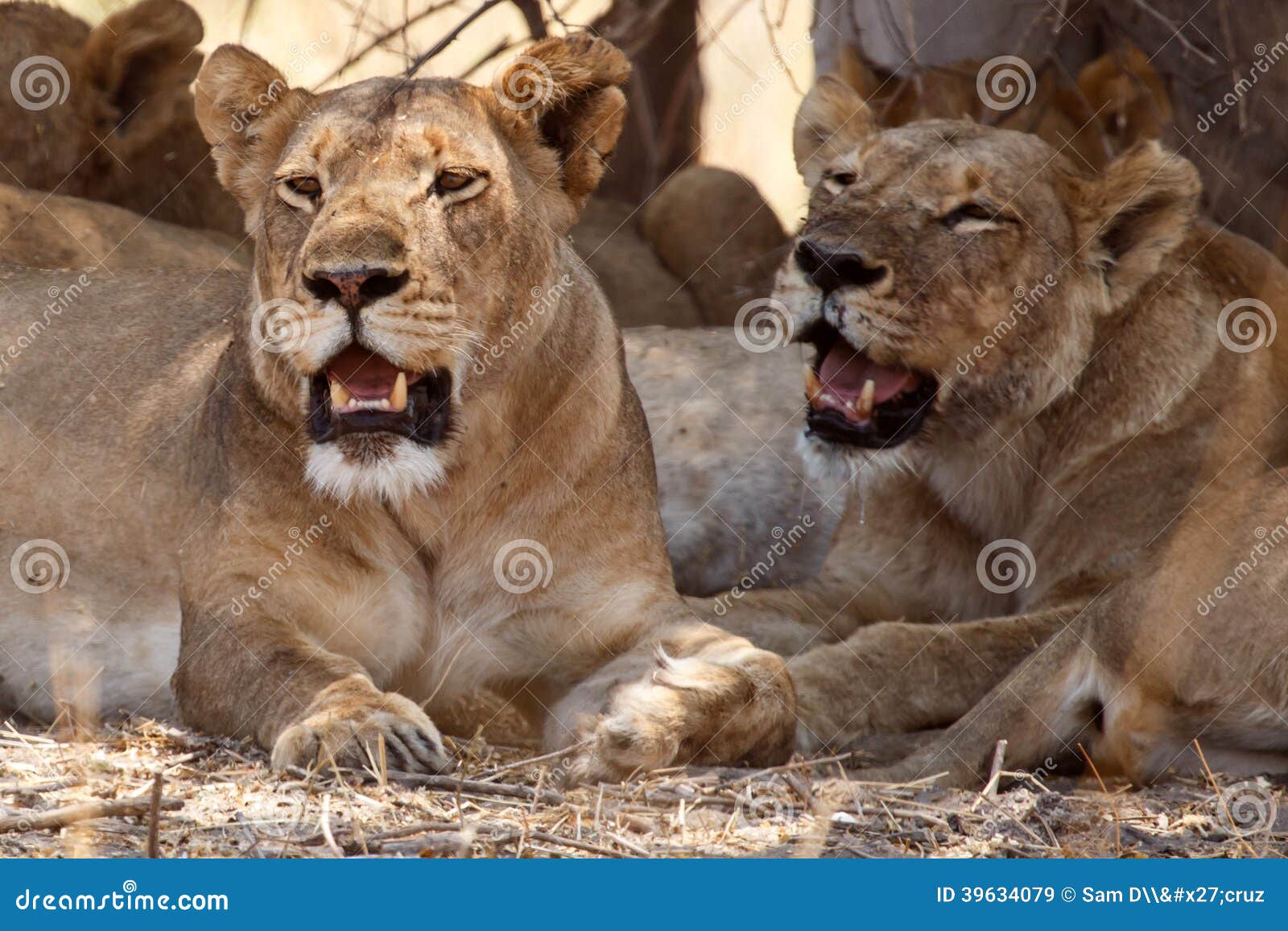 Lion - Okavango Delta - Moremi N.P. Stock Image - Image of safari ...