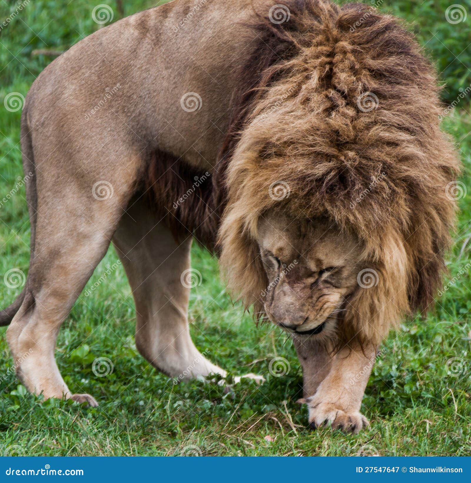 Lion pacing stock image. Image of lionhearted, wild, king - 27547647