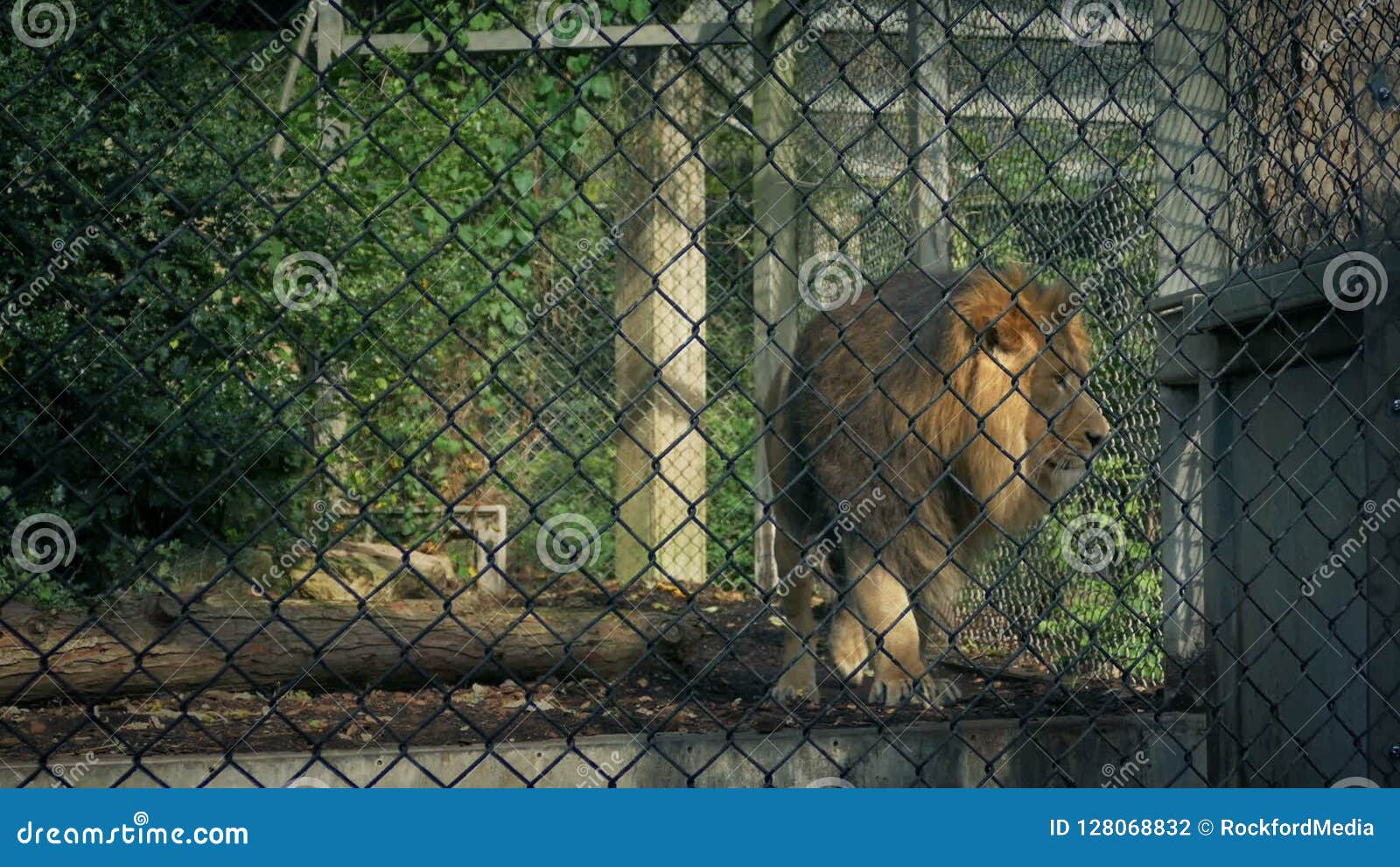 Lion Pacing Up and Down Cage Stock Footage - Video of paces, lion ...