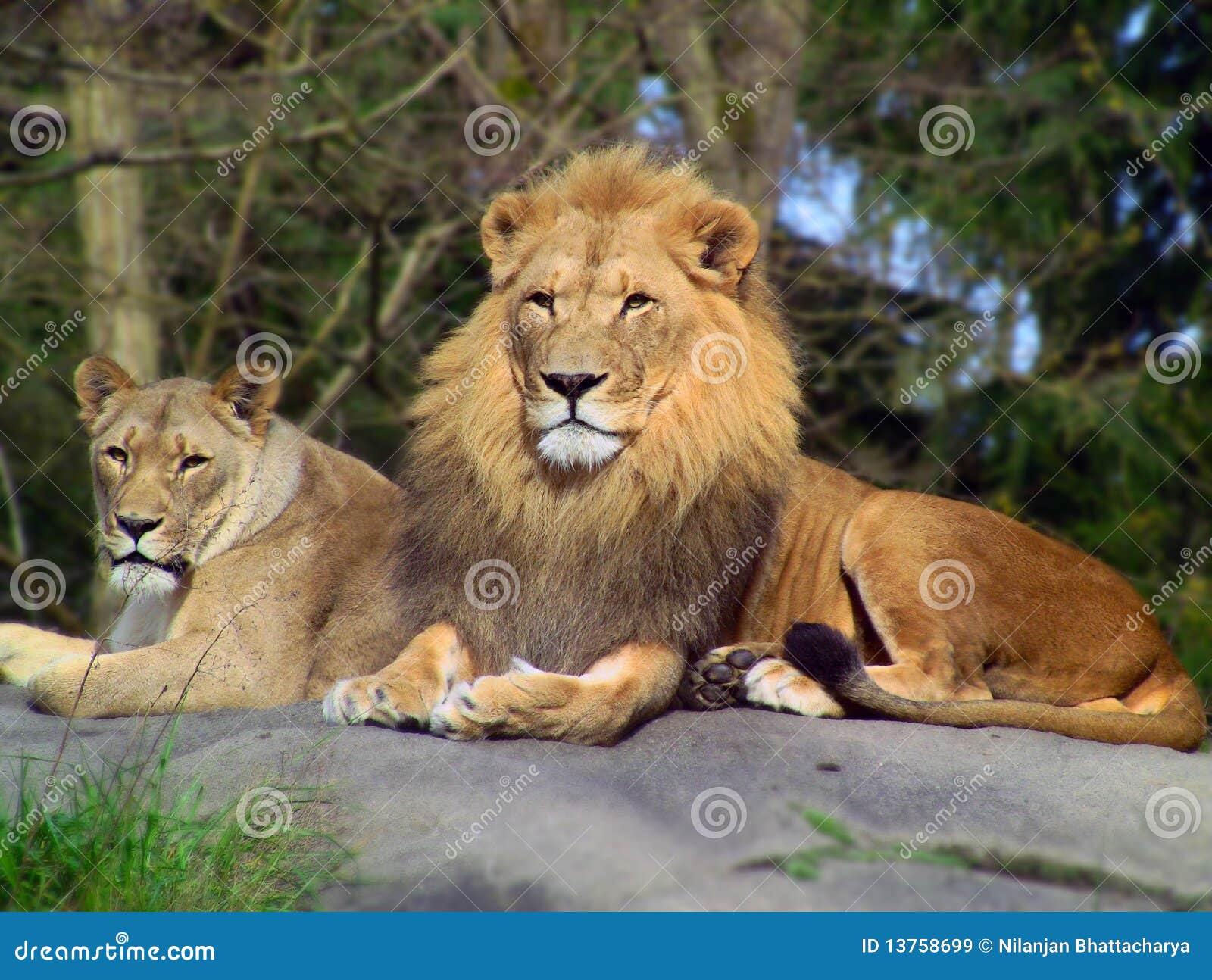 Lion pair stock image. Image of look, feline, lion, panthera - 13758699