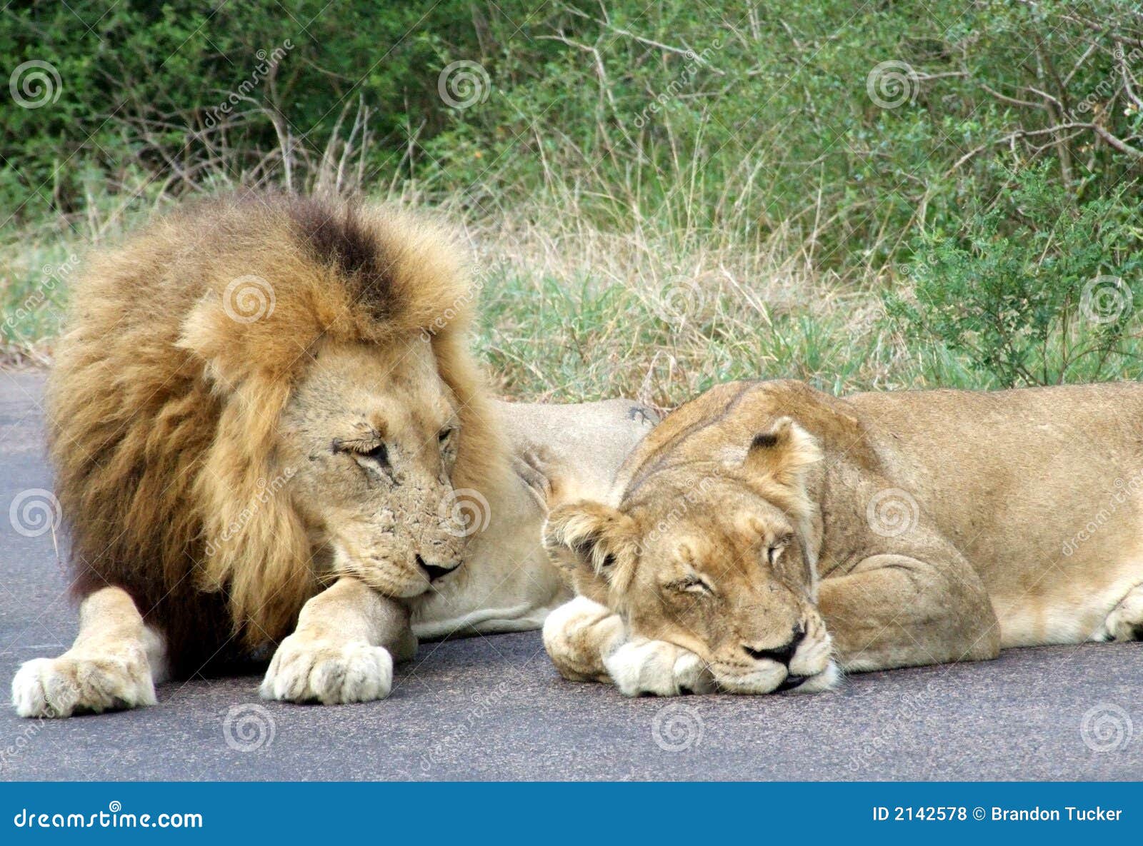 Lion pair stock photo. Image of lion, mane, reserve, wildlife - 2142578