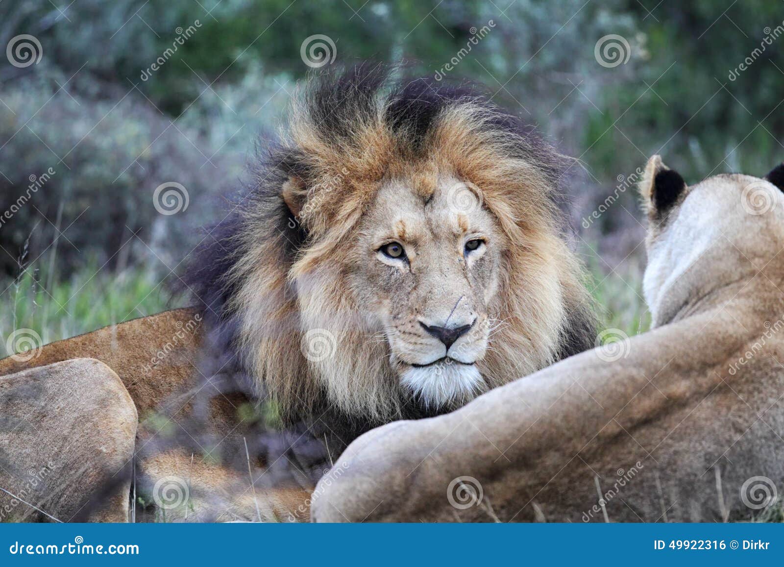Lion Pair stock foto. Image of reis, struik, zwart, twee - 49922316