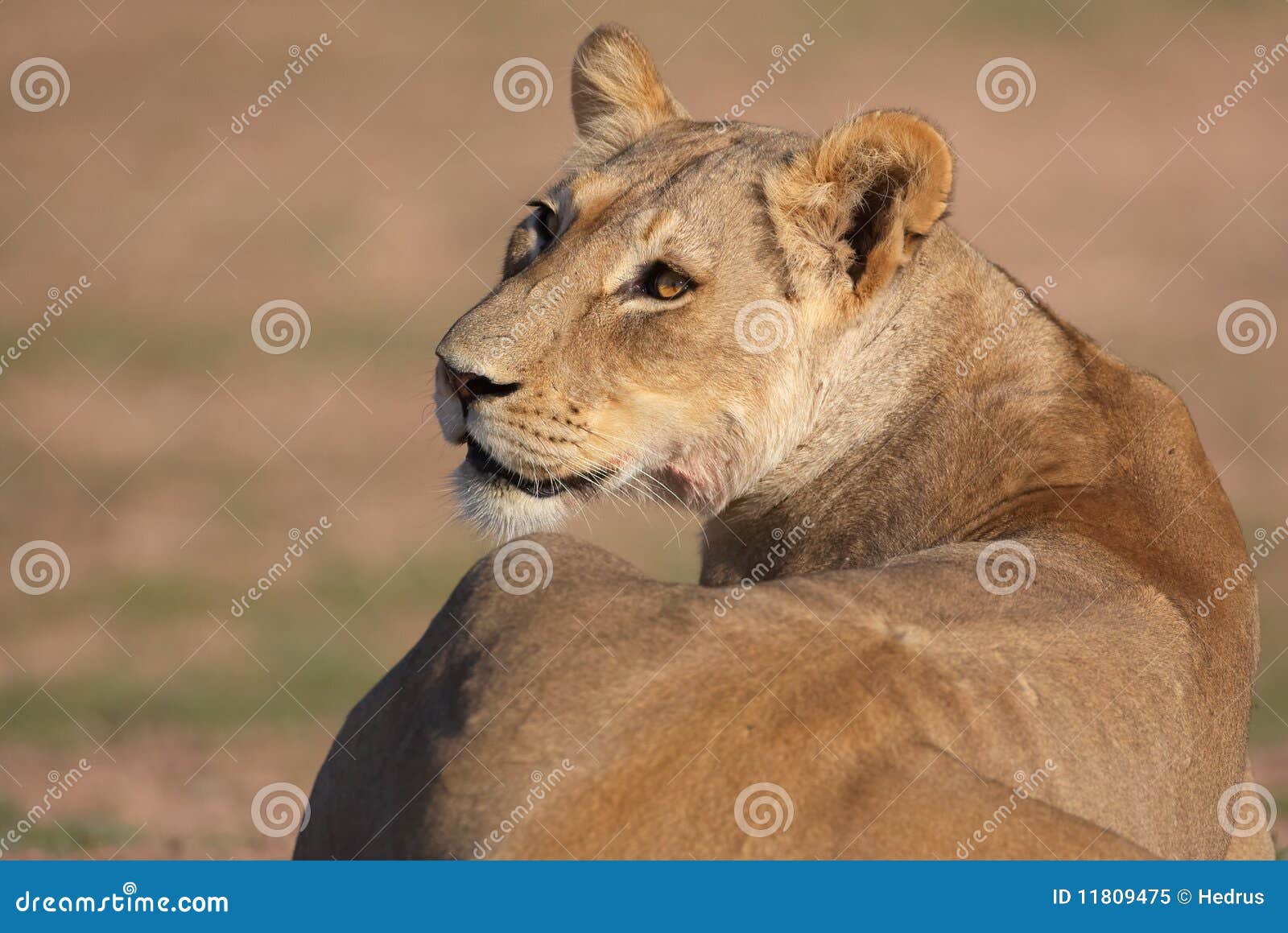 Lion (panthera Leo) Close-up Stock Image - Image of panther, behavior ...