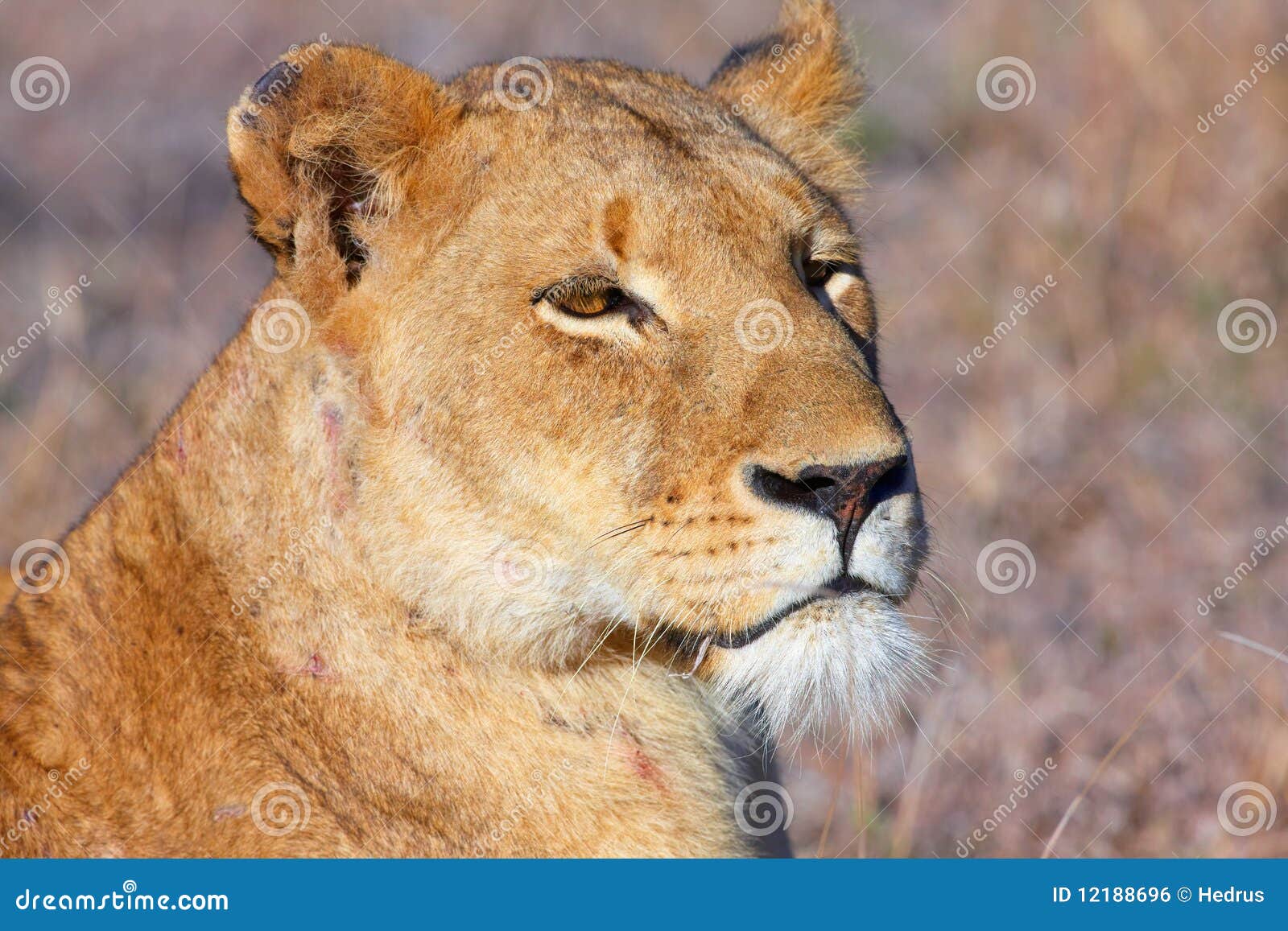 Lion (panthera Leo) Close-up Stock Photo - Image of lioness ...