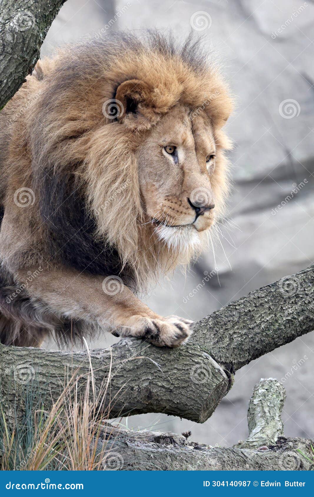Lion (Panthera Leo) stock image. Image of panthera, lion - 304140987