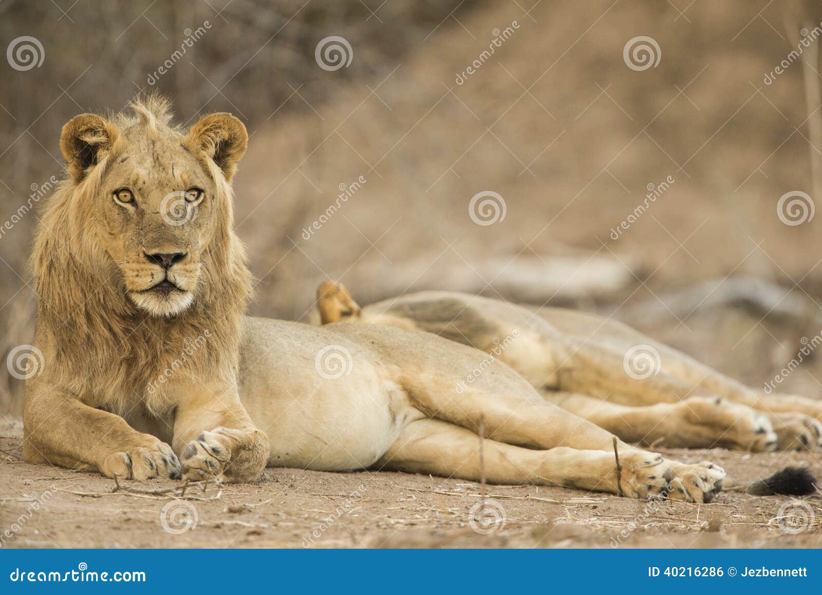 Lion (Panthera Leo) Lying on His Side Stock Photo - Image of african ...