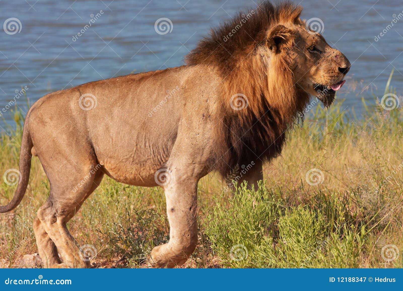 Lion (panthera Lion) Dans La Savane Image stock - Image of mammifère ...