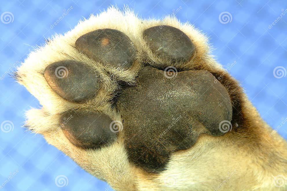 Lion paw stock photo. Image of mammal, animals, wildlife - 260582