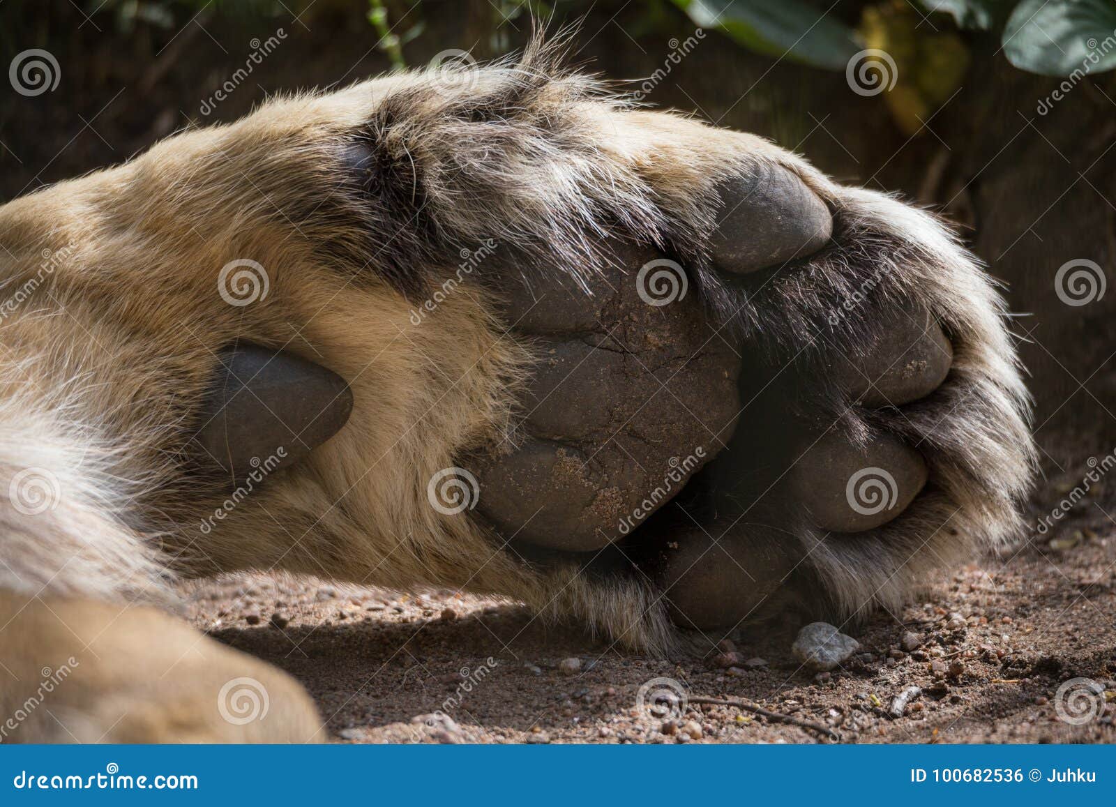 Lion paw stock photo. Image of toes, resting, mammal - 100682536