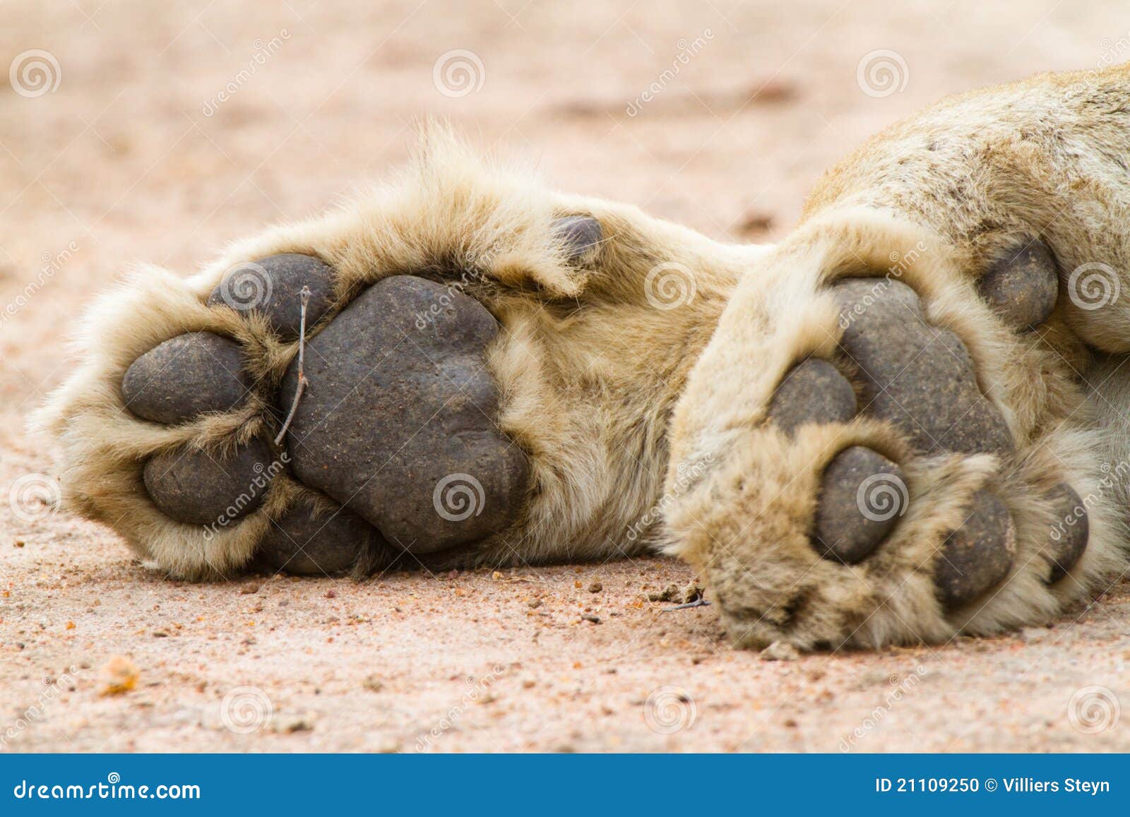 Lion paws stock photo. Image of front, claws, close, sleeping - 21109250