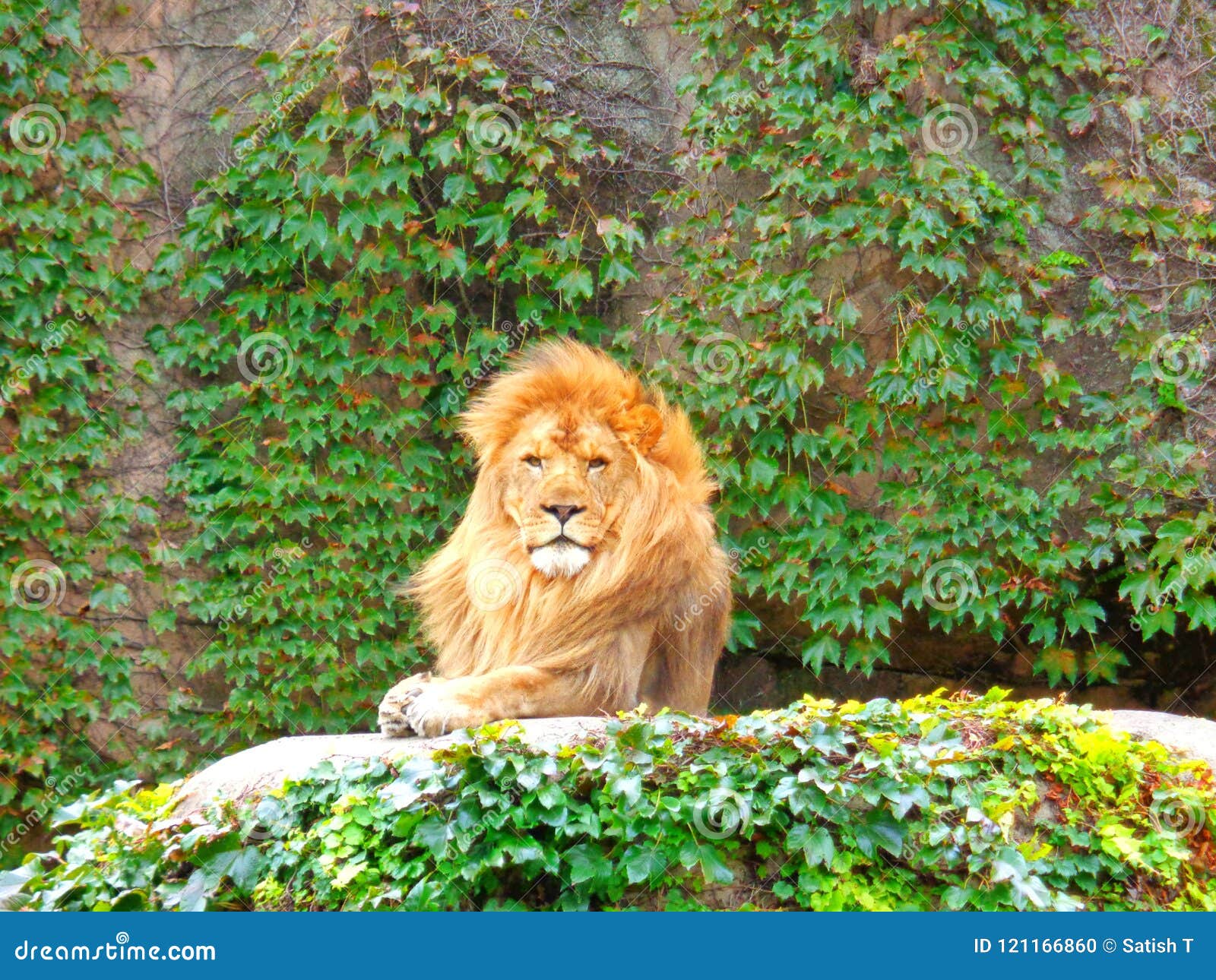 Lion at peace stock photo. Image of lion, calm, enjoying - 121166860