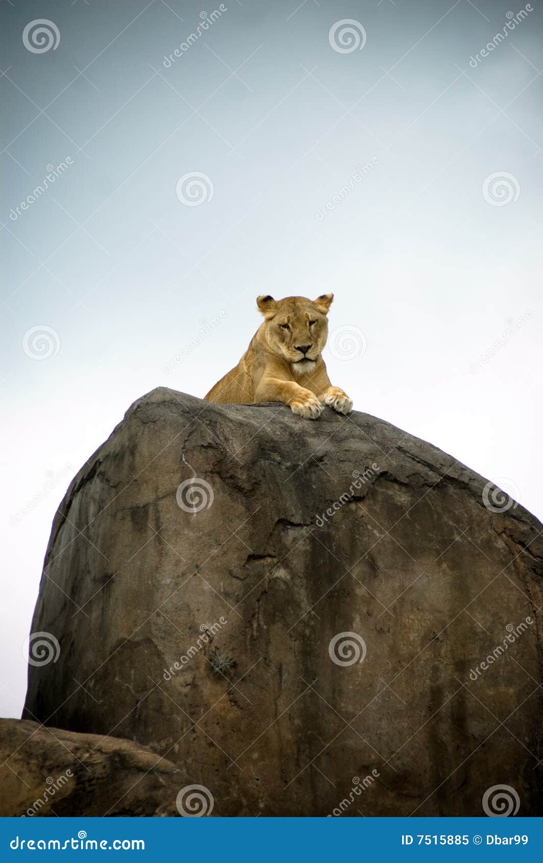 Lion on Peak Staring Down at Camera Stock Image - Image of africa ...