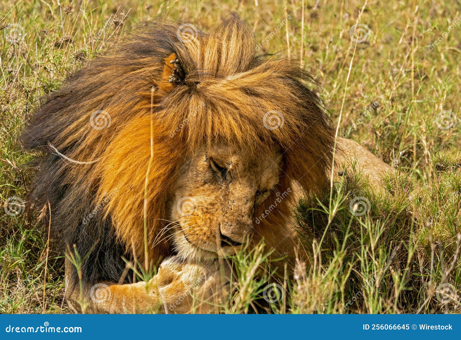 Lion on the Plains of Serengeti Savannah Stock Image - Image of lion ...