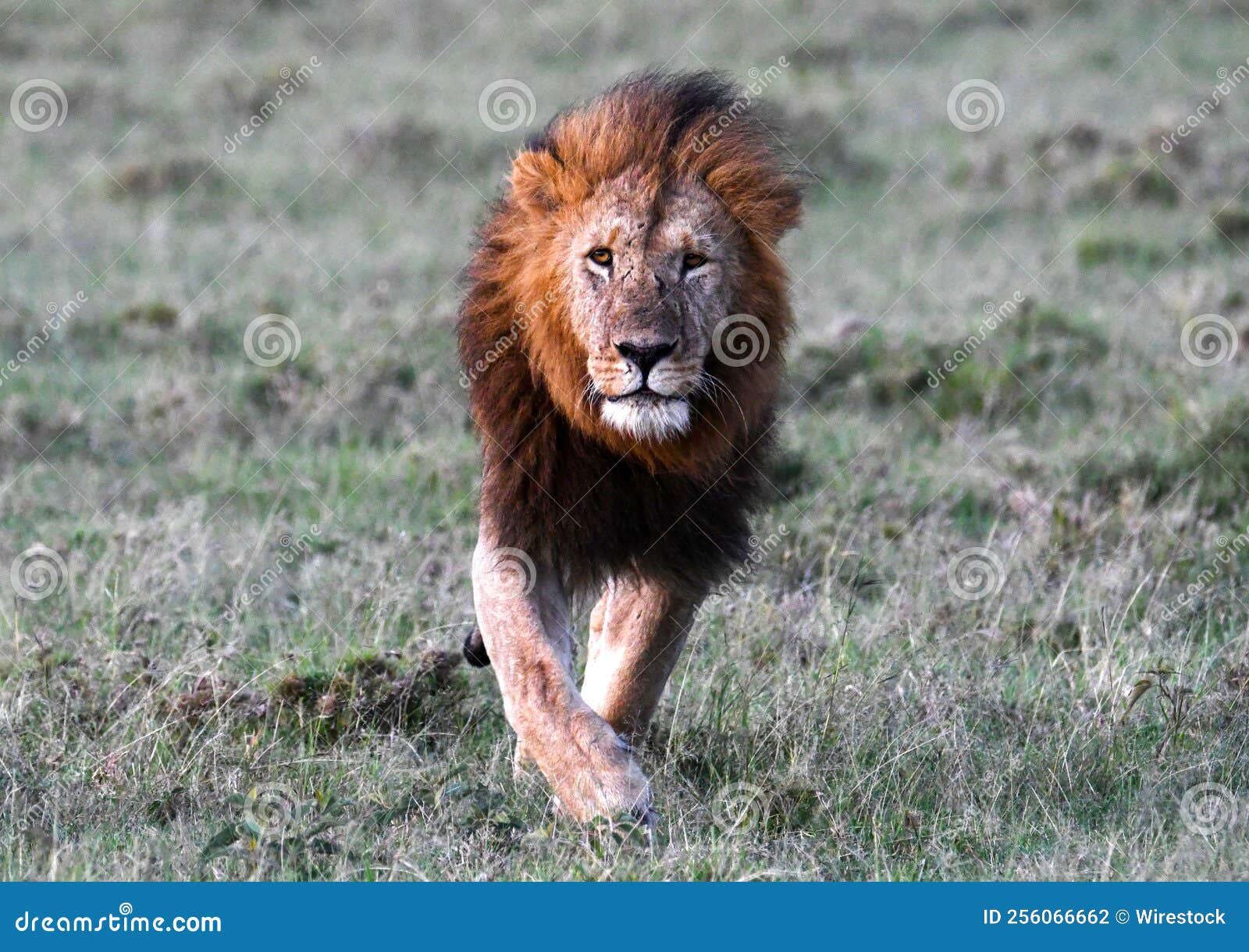Lion on the Plains of Serengeti Savannah Stock Photo - Image of plains ...
