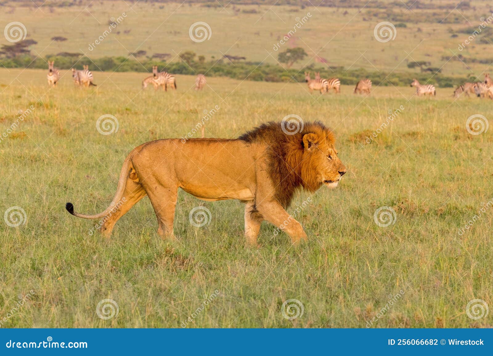 Lion on the Plains of Serengeti Savannah Stock Photo - Image of grass ...