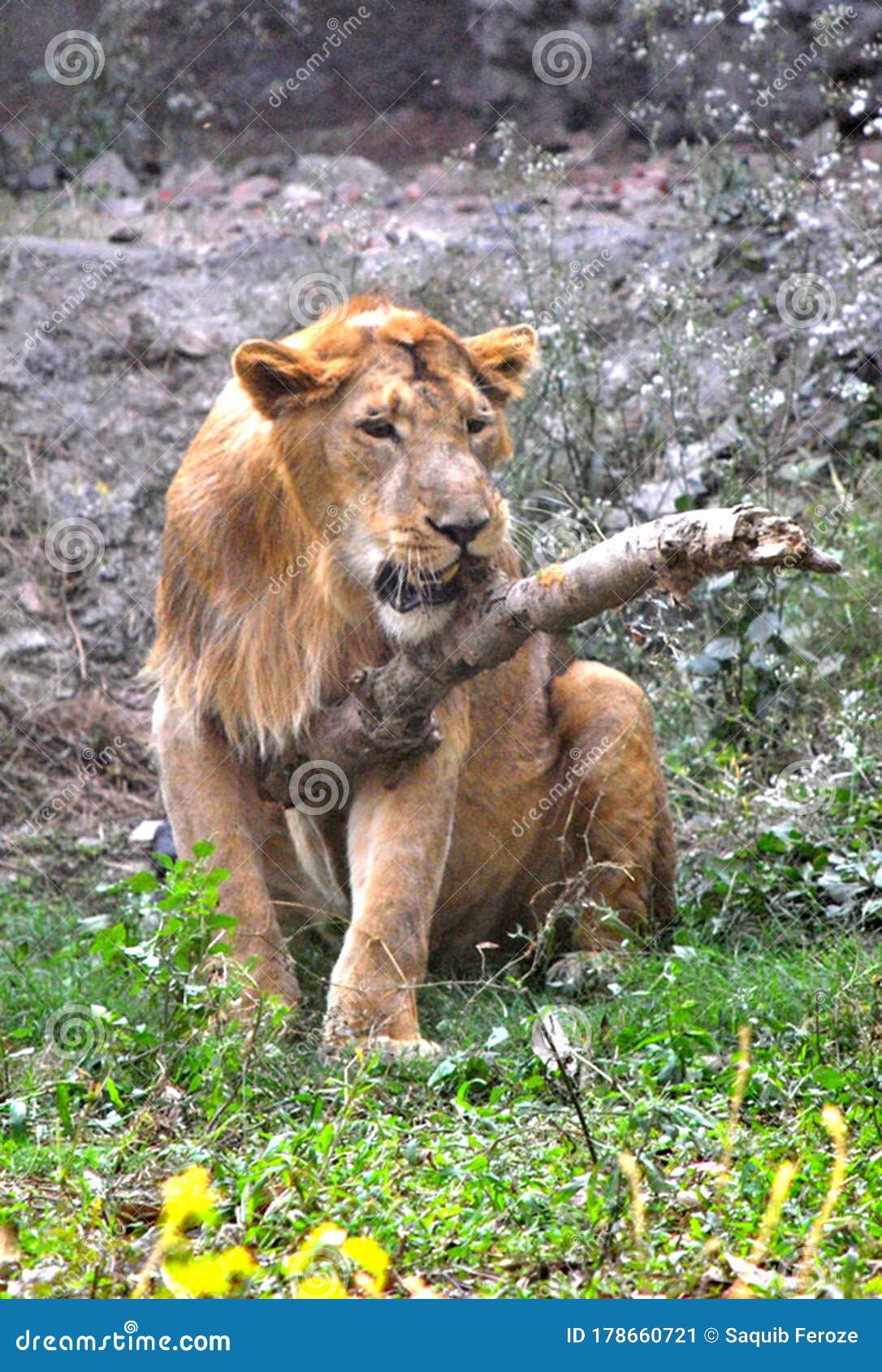 A Lion Playing with a Tree Branch Stock Image - Image of leeuw, singa ...