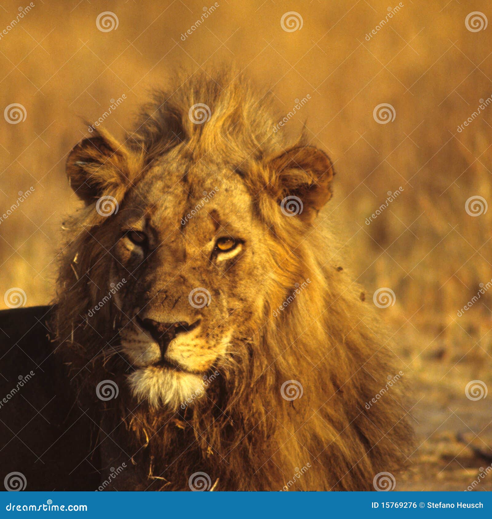 Lion portrait stock photo. Image of glance, portrait - 15769276