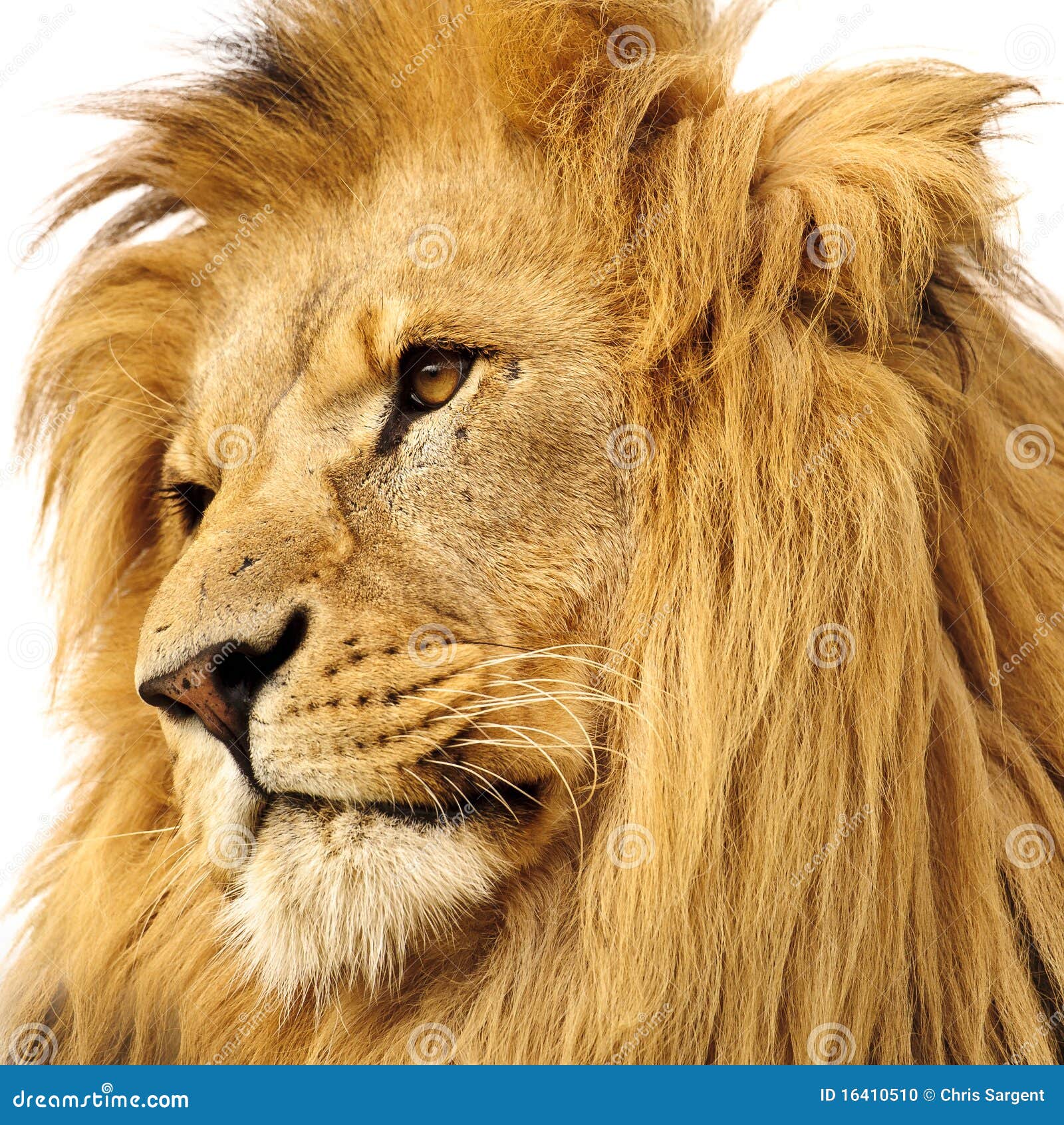 Lion Portrait Stock Photo - Image: 16410510