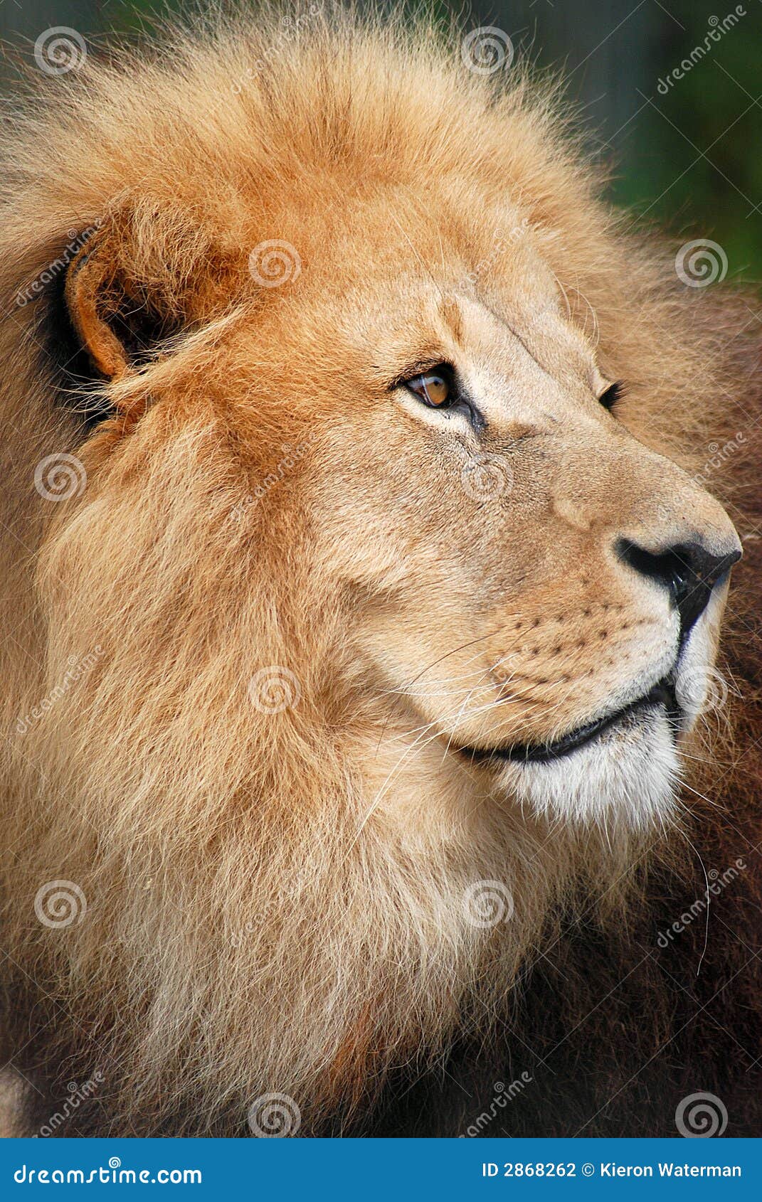 Lion Portrait Stock Photography - Image: 2868262