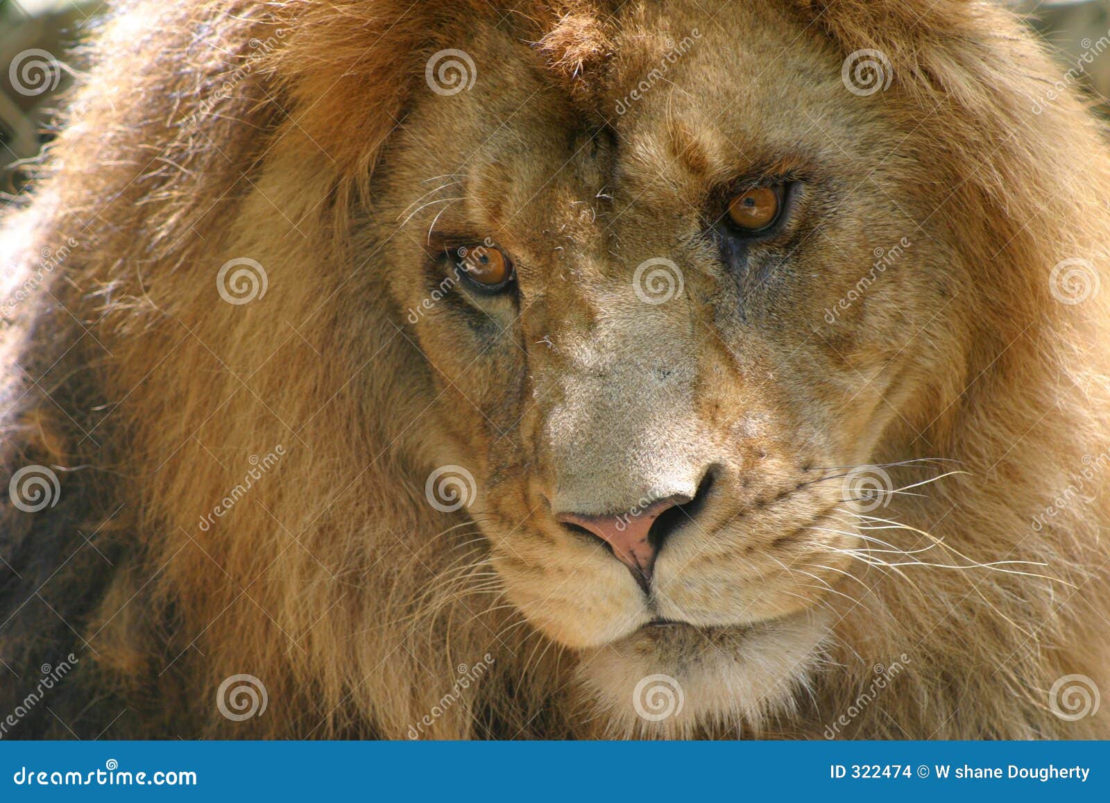 Lion portrait stock photo. Image of reflecting, animal - 322474