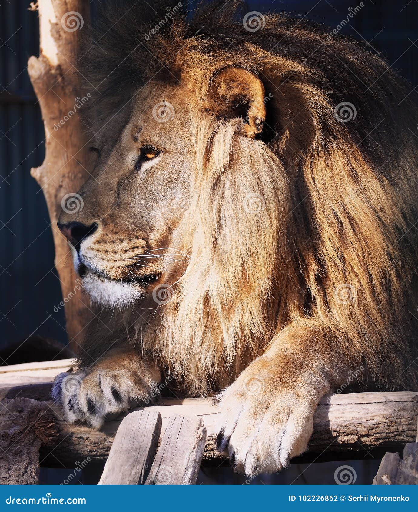 Lion portrait looking left stock photo. Image of feline - 102226862