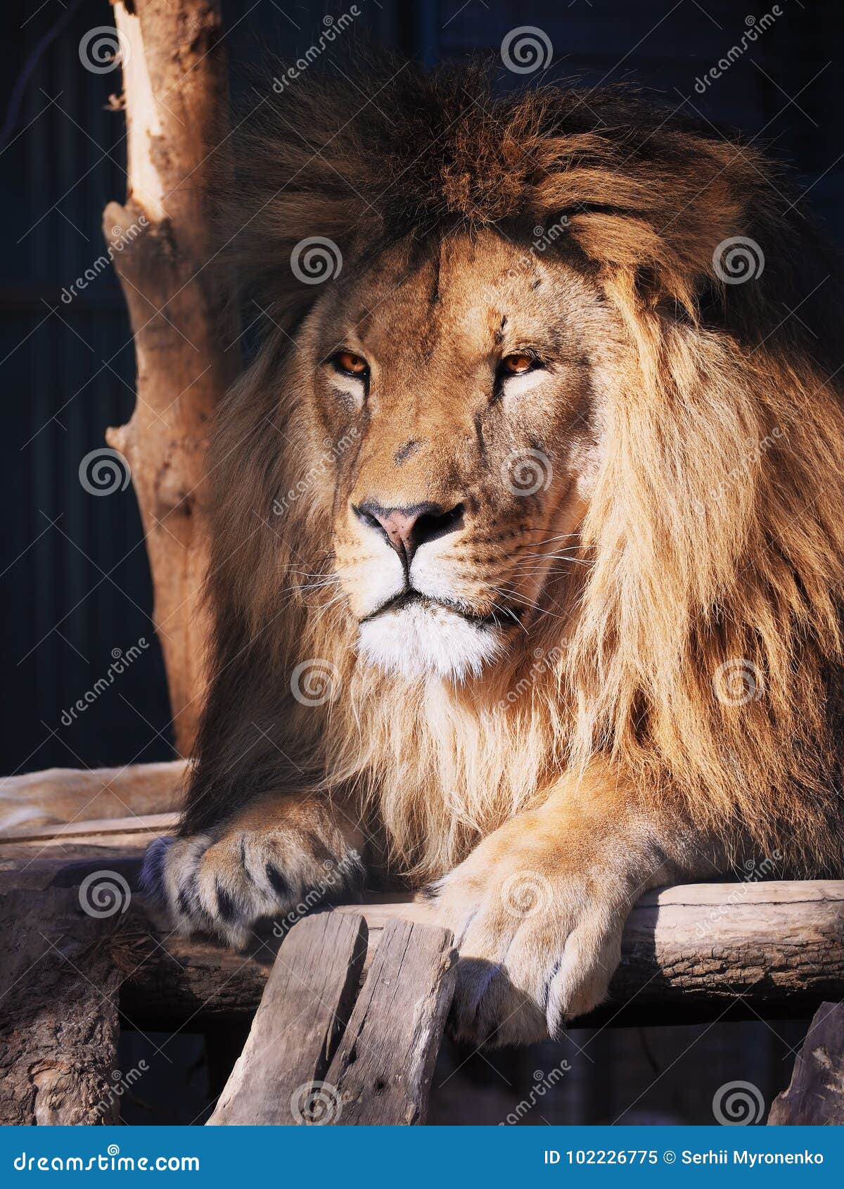 Lion Portrait Looking To the Left Stock Image - Image of camera, hair ...