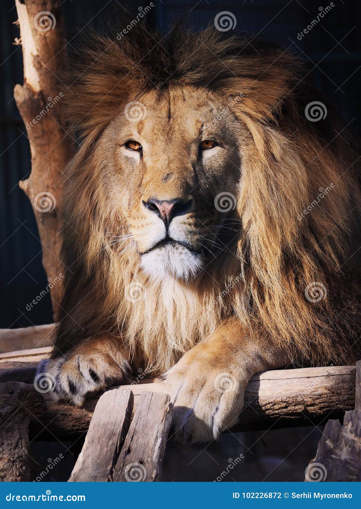 Lion Portrait Looking To the Left Serious Stock Photo - Image of feline ...