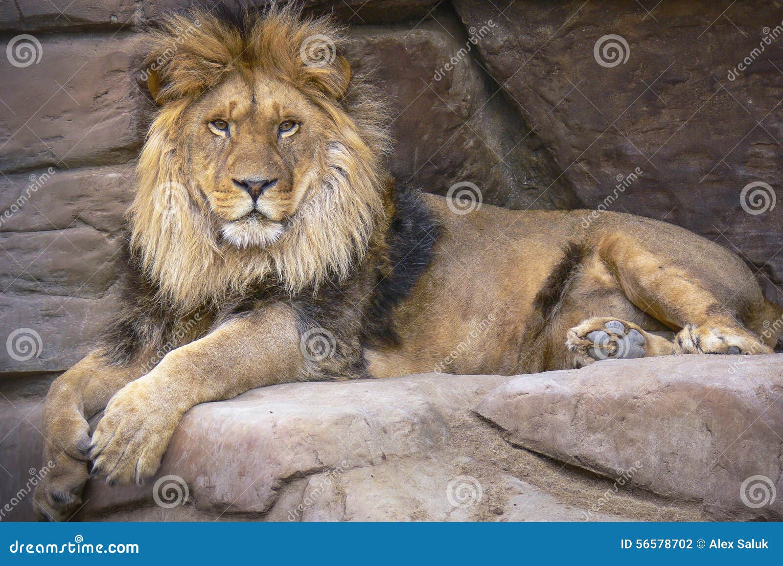 Lion stock photo. Image of calm, portrait, magnificent - 56578702