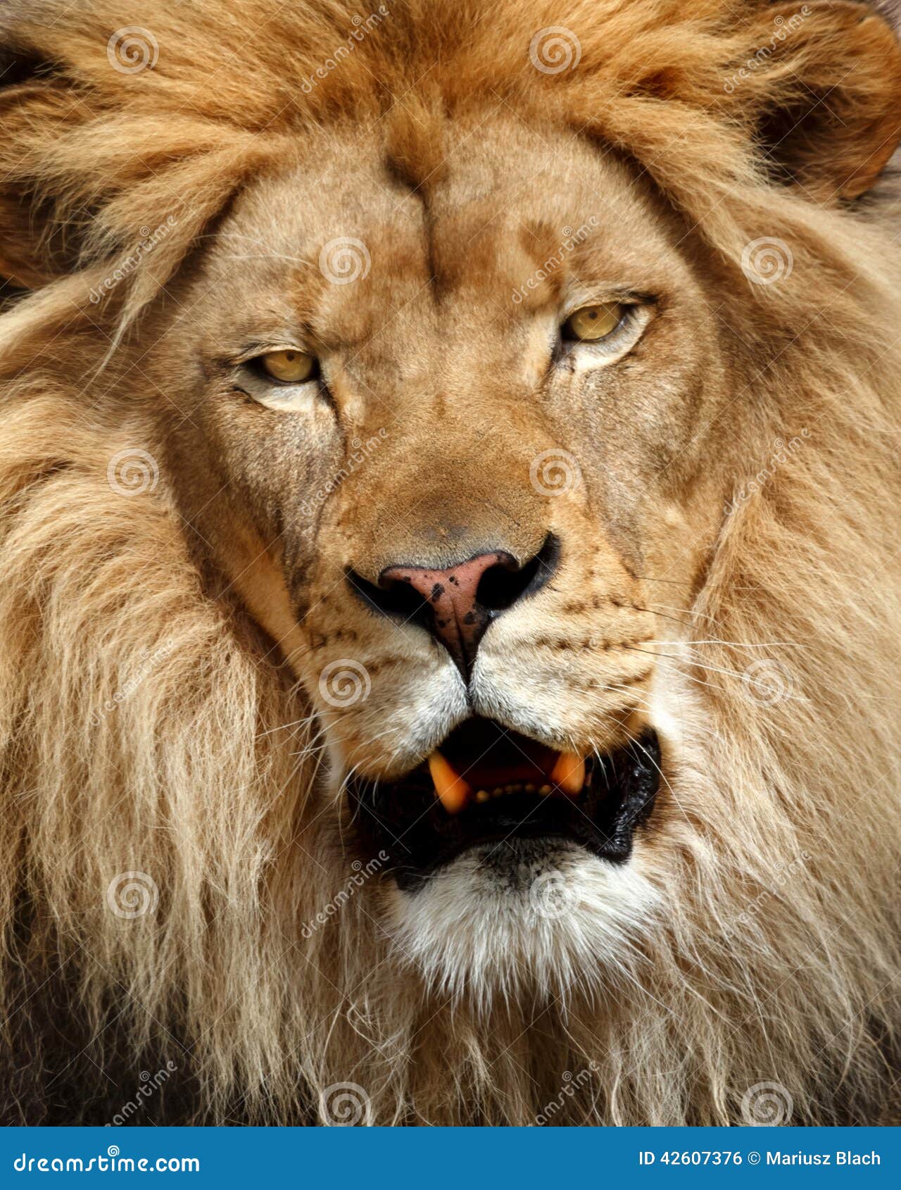 Lion stock photo. Image of teeth, wilderness, king, predatory - 42607376