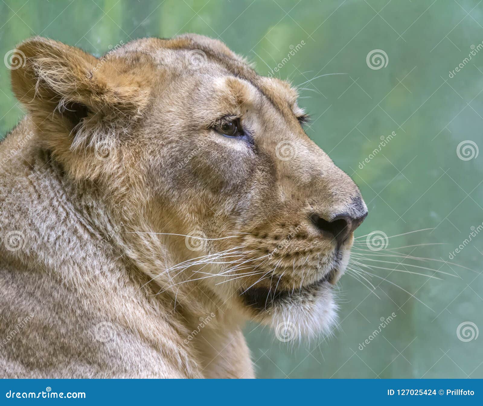 Lion portrait stock photo. Image of detail, hazardous - 127025424
